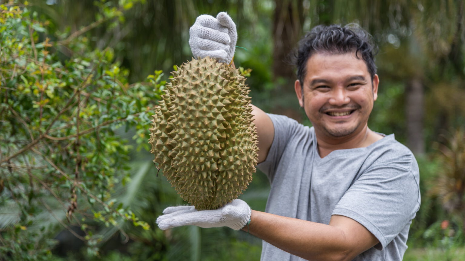 Durian Cibetkový – Jak chutná exotické ovoce a kde ho koupit?
