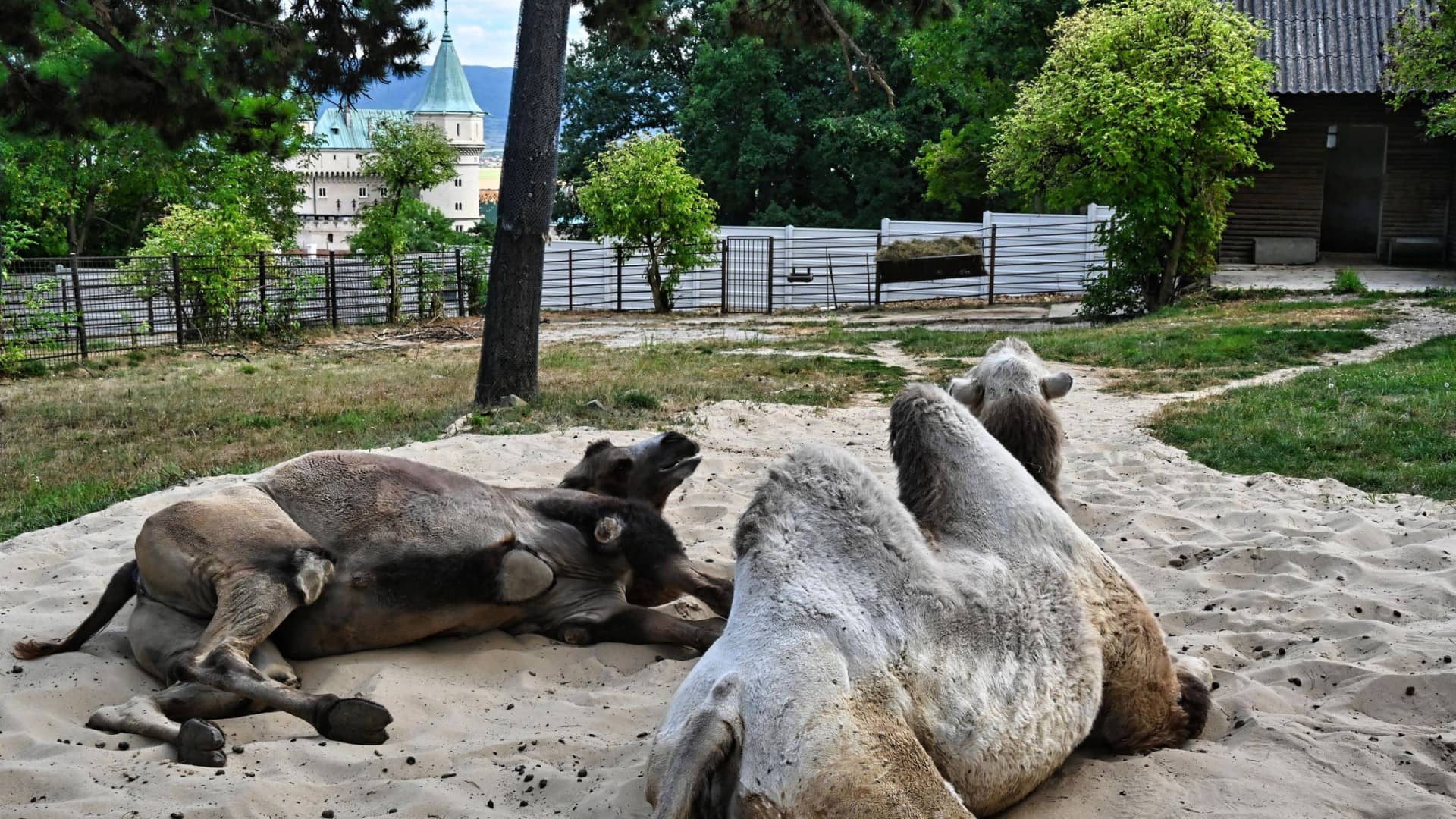 Zoo Bojnice průvodce - Prozradíme, čím vás nejvíc překvapí